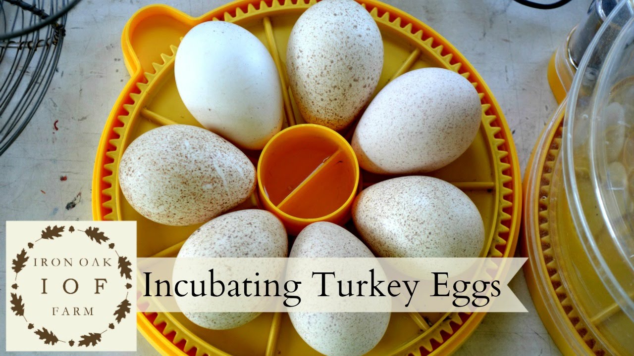 Incubating Turkey Eggs - YouTube
