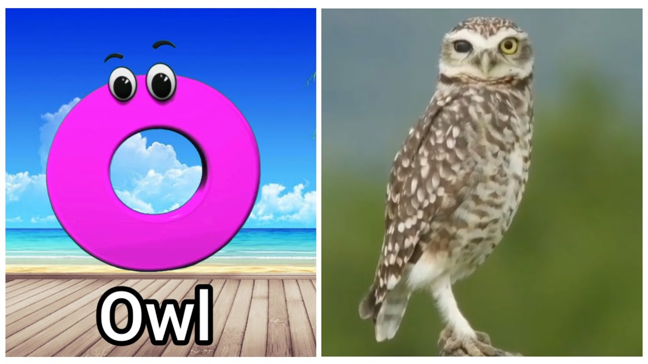 ABC Song | Birds ABC Song | Phonics for Kids, Learn ABC, Baby Alphabet ...