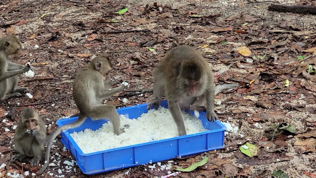 Wow, ADORABLE MONKEYs WILDLIFE EATING RICE SO FUNNY - YouTube