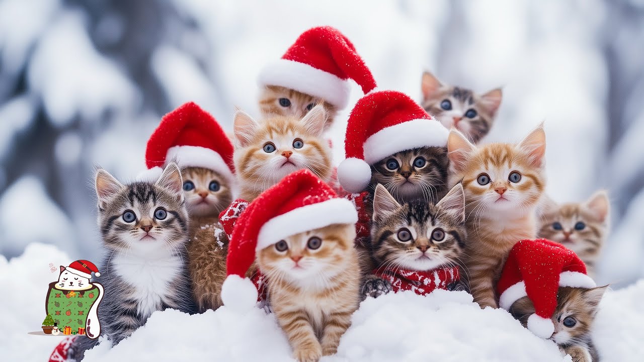 Christmas Piano Music with Cat Purring Sounds 🎄 Soothing Music to Help ...