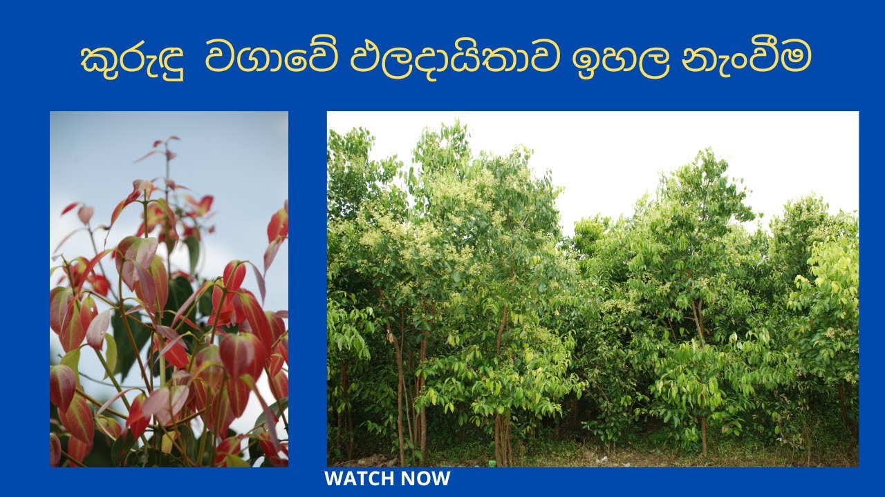 How to Improve productivity in cinnamon cultivation Sri Lanka - YouTube