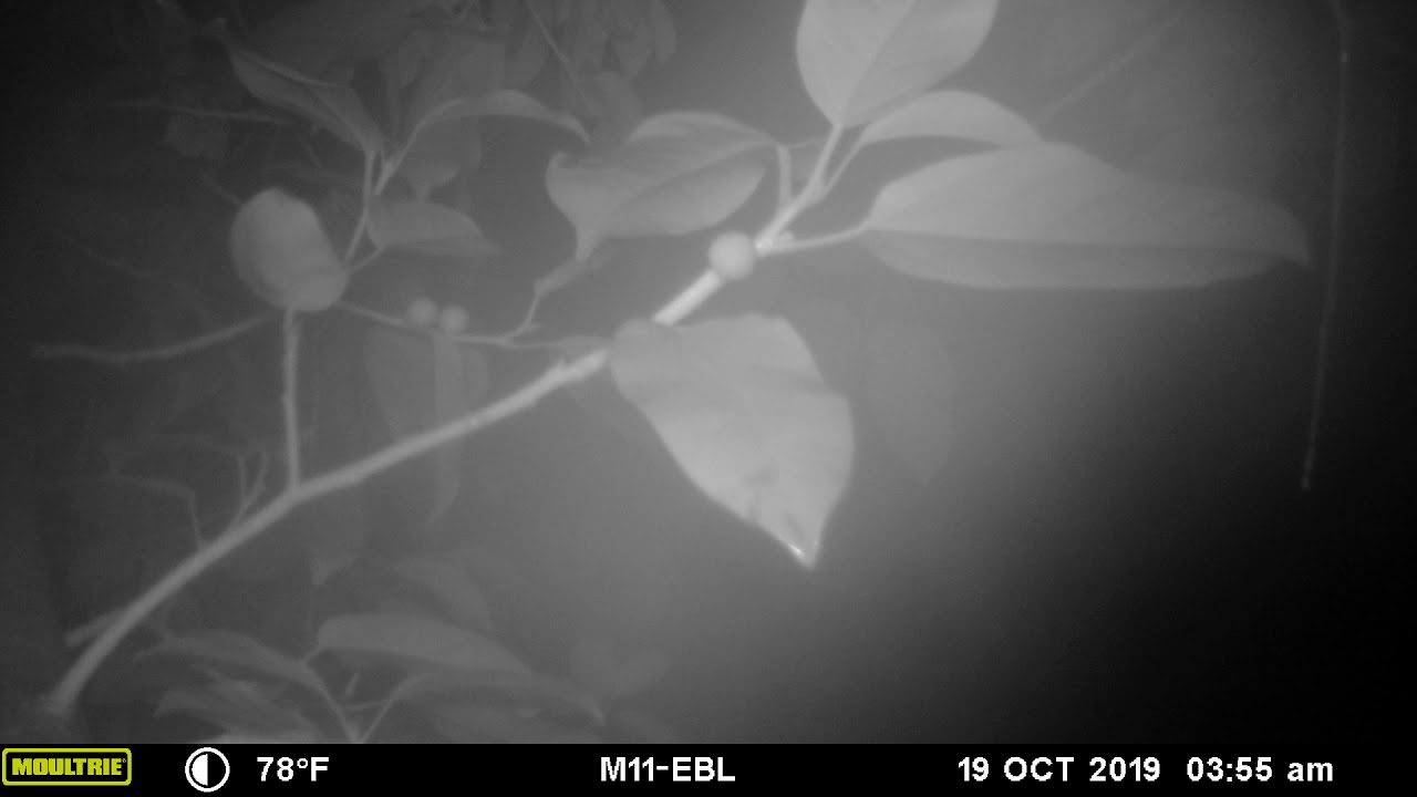 Rodent eating a fruit of nunu (Ficus prolixa) - Rota island - YouTube