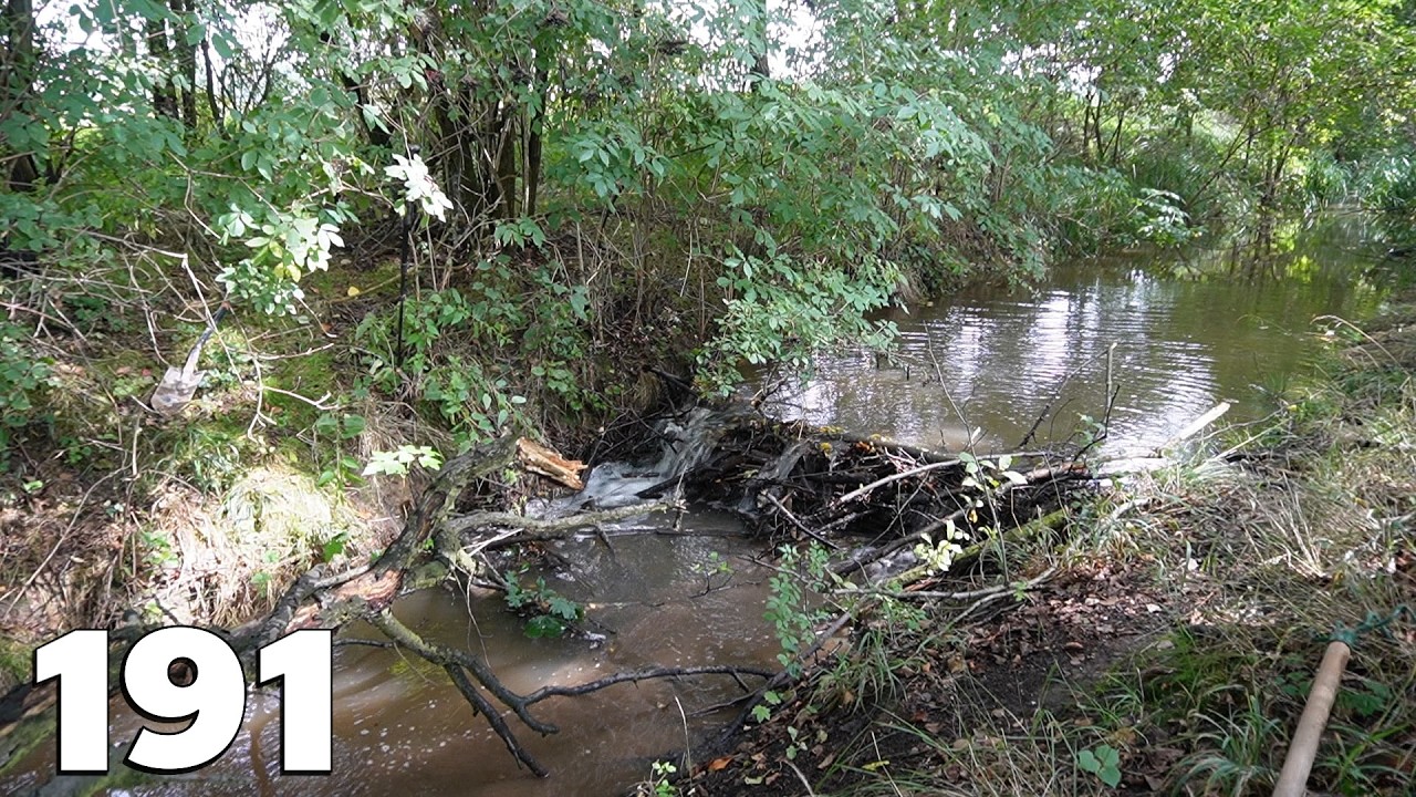 Manual Beaver Dam Removal No.191 - A Small Dam In The Forest - YouTube