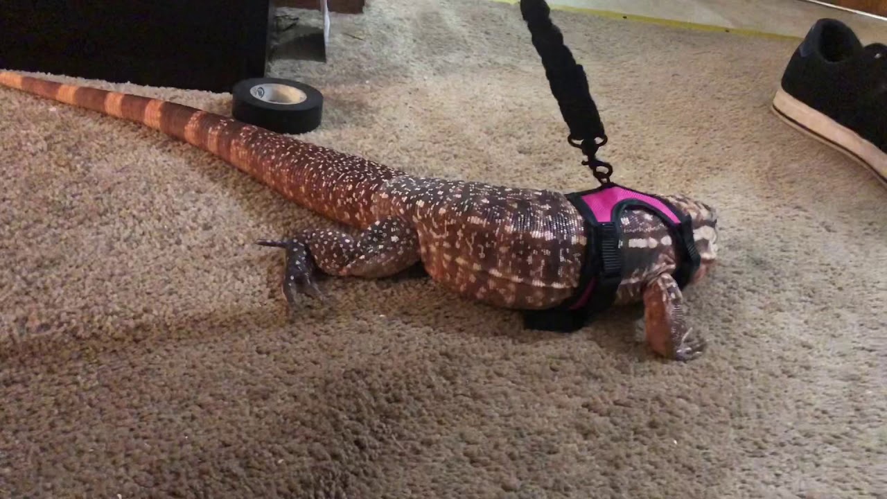 Walking My Tegu With a Harness - YouTube