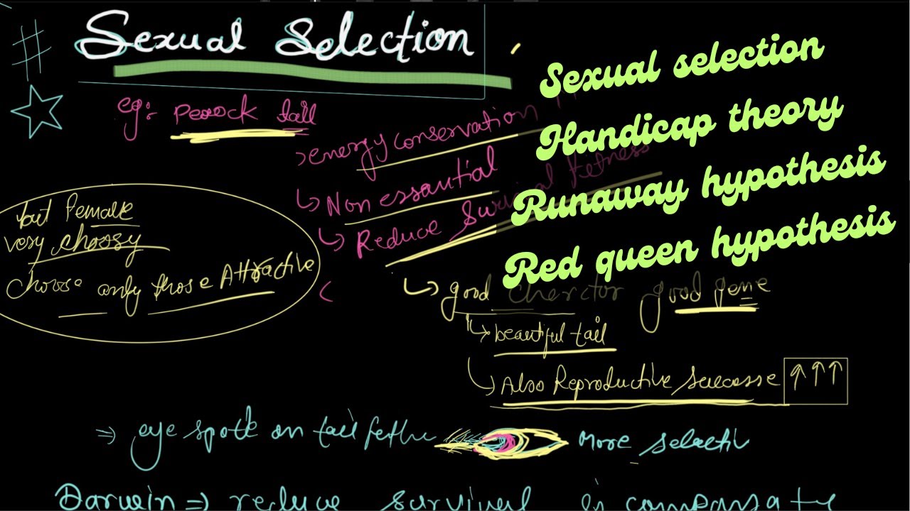 Sexual selection evolution| handicap theory & runaway hypothesis | red ...