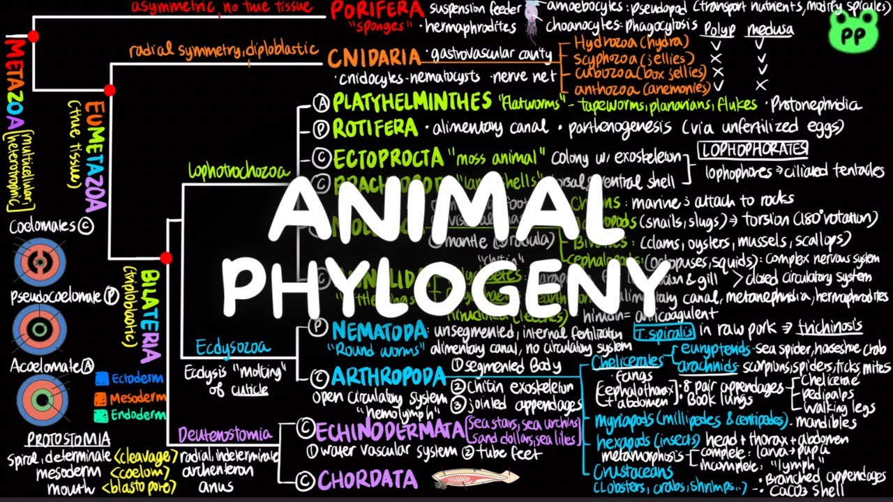 Animal Phylogeny | Evolution & Phylogeny 07 | Biology | PP Notes ...