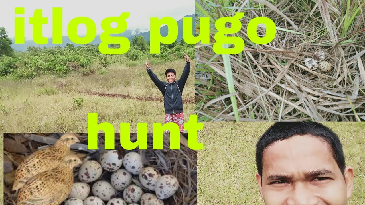 Quail eggs Hunting and cook (itlog pugo hunt) Buhay Probinsya / Palawan ...