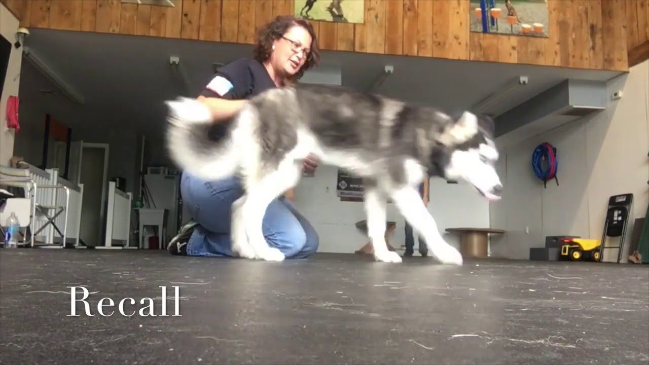 6 Month Old Husky, Loki! Husky Off Leash Dog Training | Electronic ...