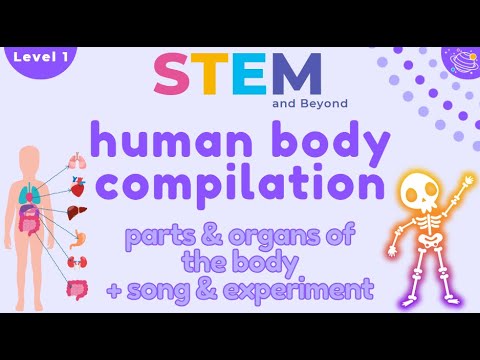 Human Body Compilation | Science For Kids | STEM Home Learning - YouTube