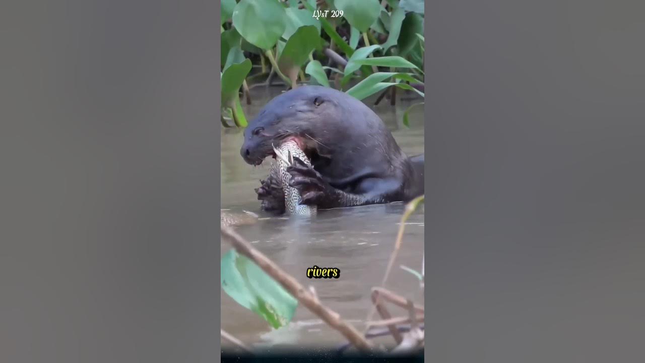 The Giant Otter of the Amazon River: Top Predator of the Rainforest. # ...