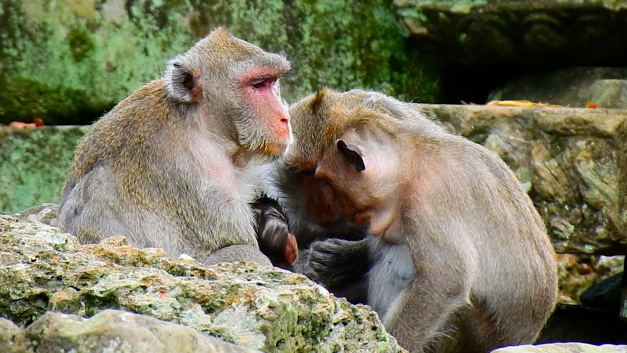 How Beautiful Jinx Concentrate On Jonna It Seems Momma Jade try to ...