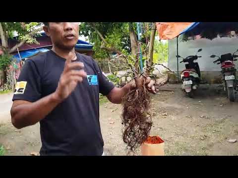 PAANO PAGANDAHIN ANG UGAT NG SUPER RED BALETE (SUPER RED BALETE ROOTING ...