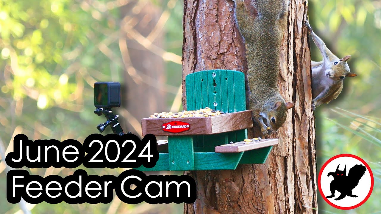 Feeder Cam June 2024 - YouTube