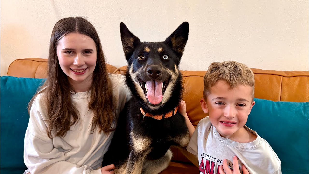 Gaia is the sweetest GSD ever!! - YouTube