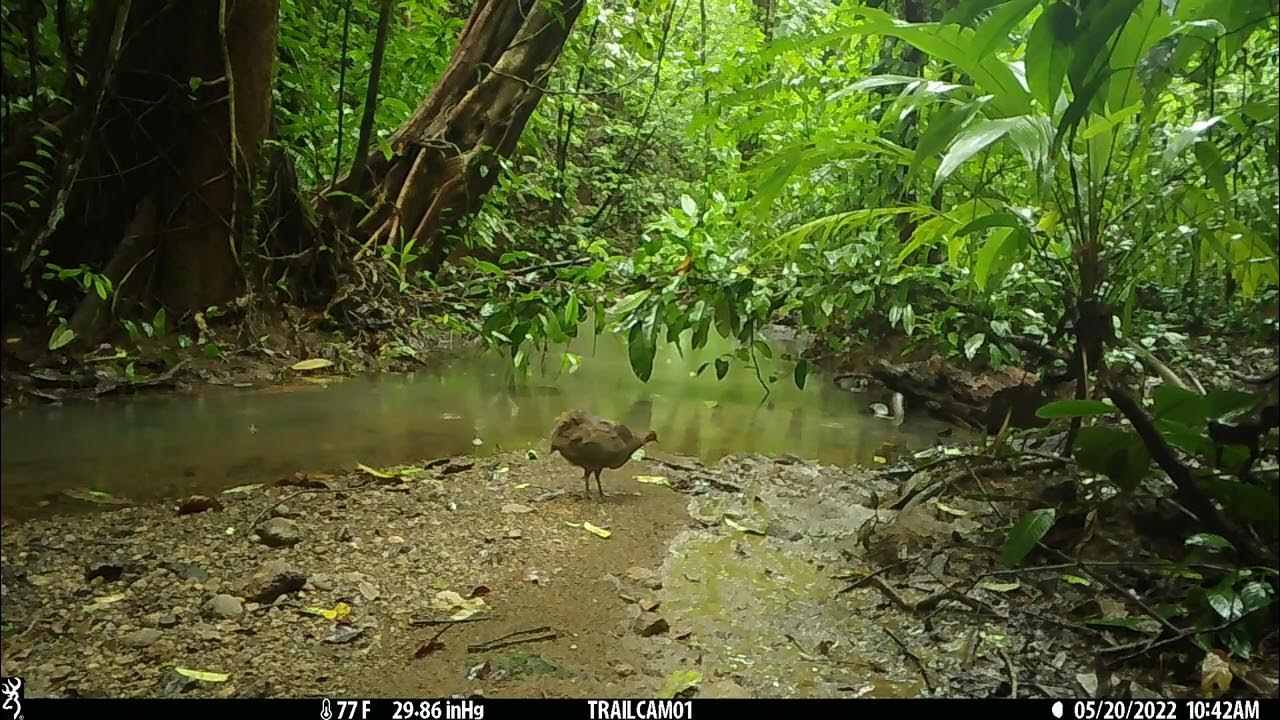 Great Tinamou caught on a camera trap stretching its wings in Drake Bay ...