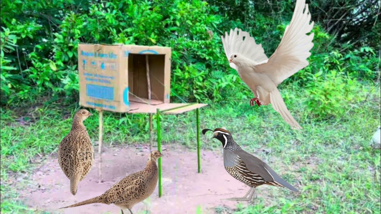 "Catch 'Em Quick! Quail, pheasant penguin hunting pBird, and Mouse ...