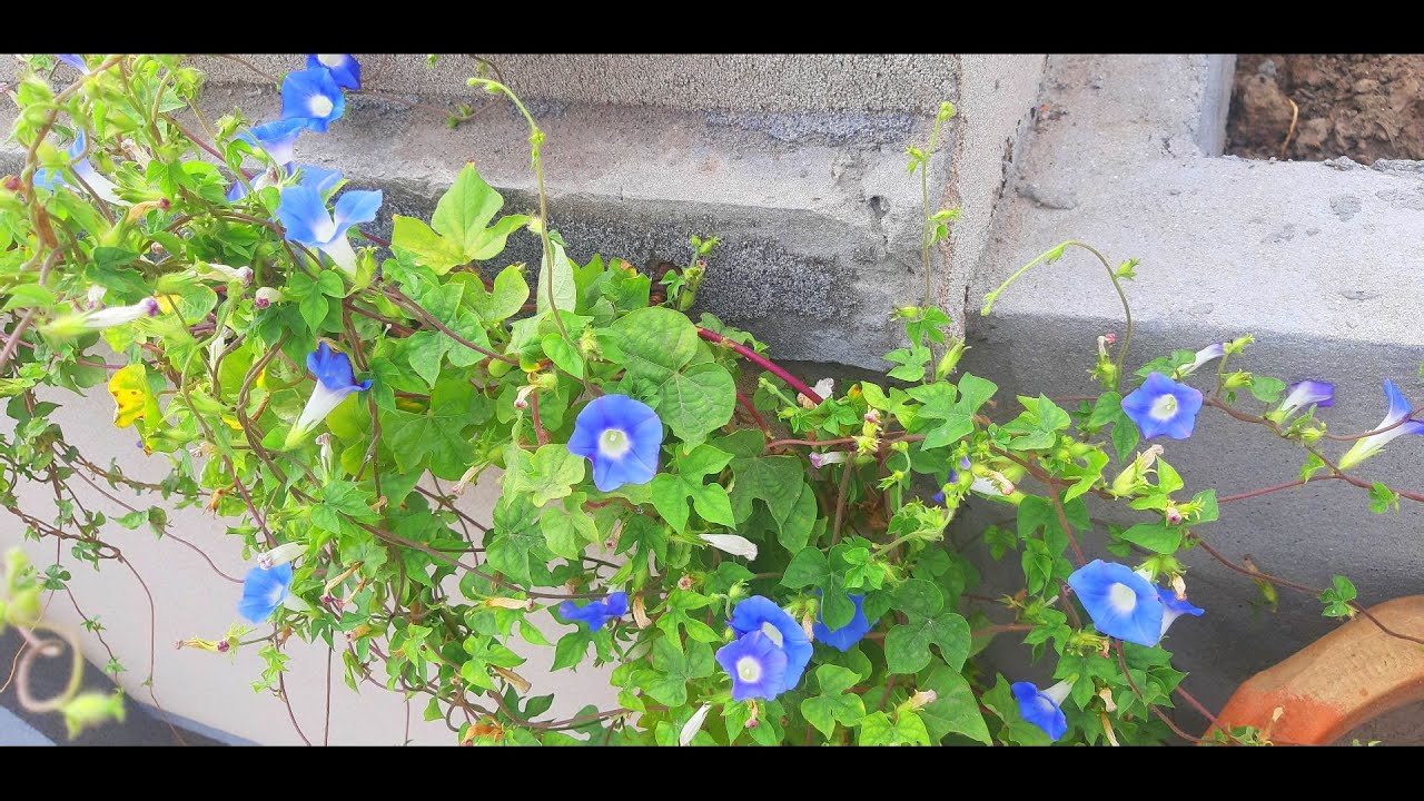 How To Grow Mini Morning Glory Sky in Container From Seed | Easy to ...