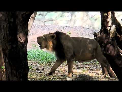 The Thunderous Roar of a Lion – Nature’s Power | Lion Roars Loudly in ...