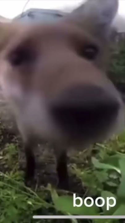 Boop it fox - YouTube