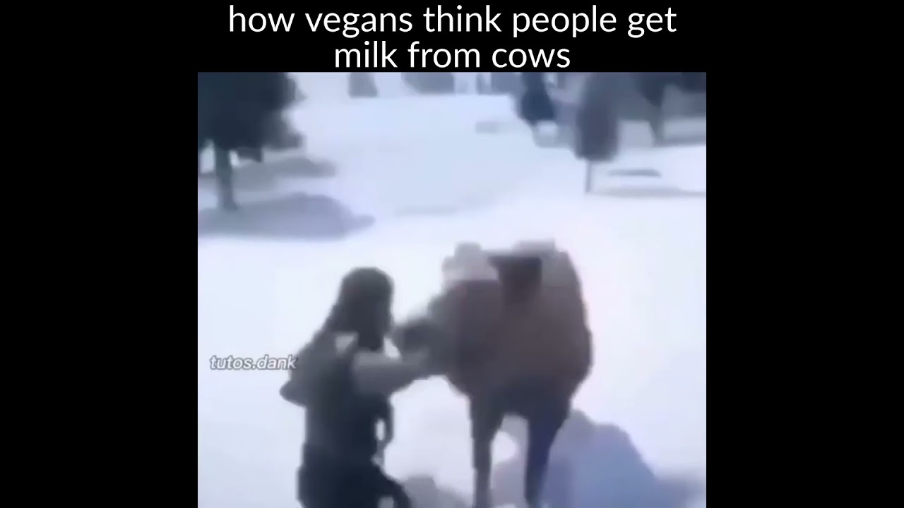 How Vegans Think Cows Get Milked Meme - YouTube