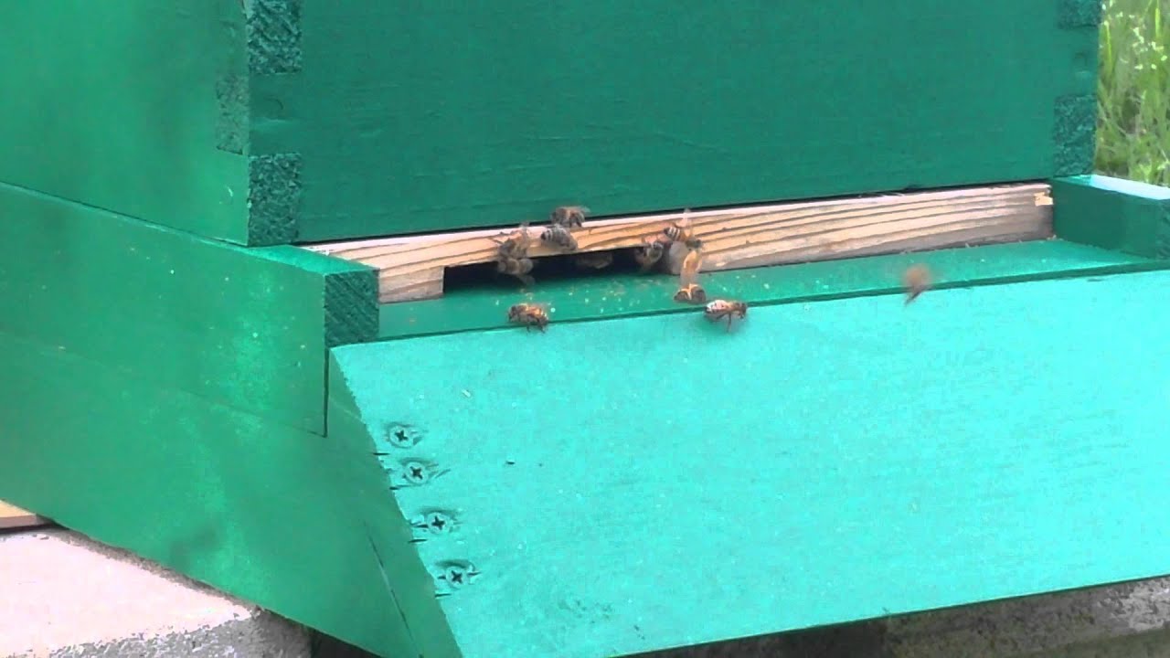 Honey bee trap-out - YouTube