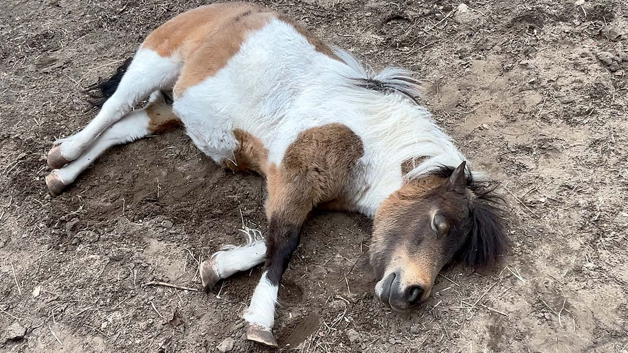 Mini Molly taking a nap. - YouTube