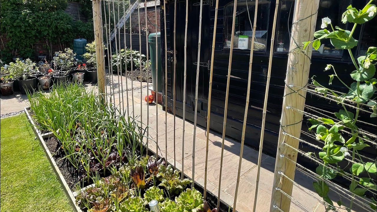 Making a permanent pea and bean frame | quick easy and beautiful - YouTube