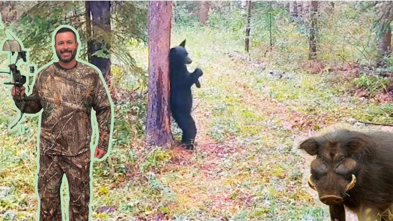 GIANT WILD HOGS with SCARY ENCOUNTER!!! - YouTube