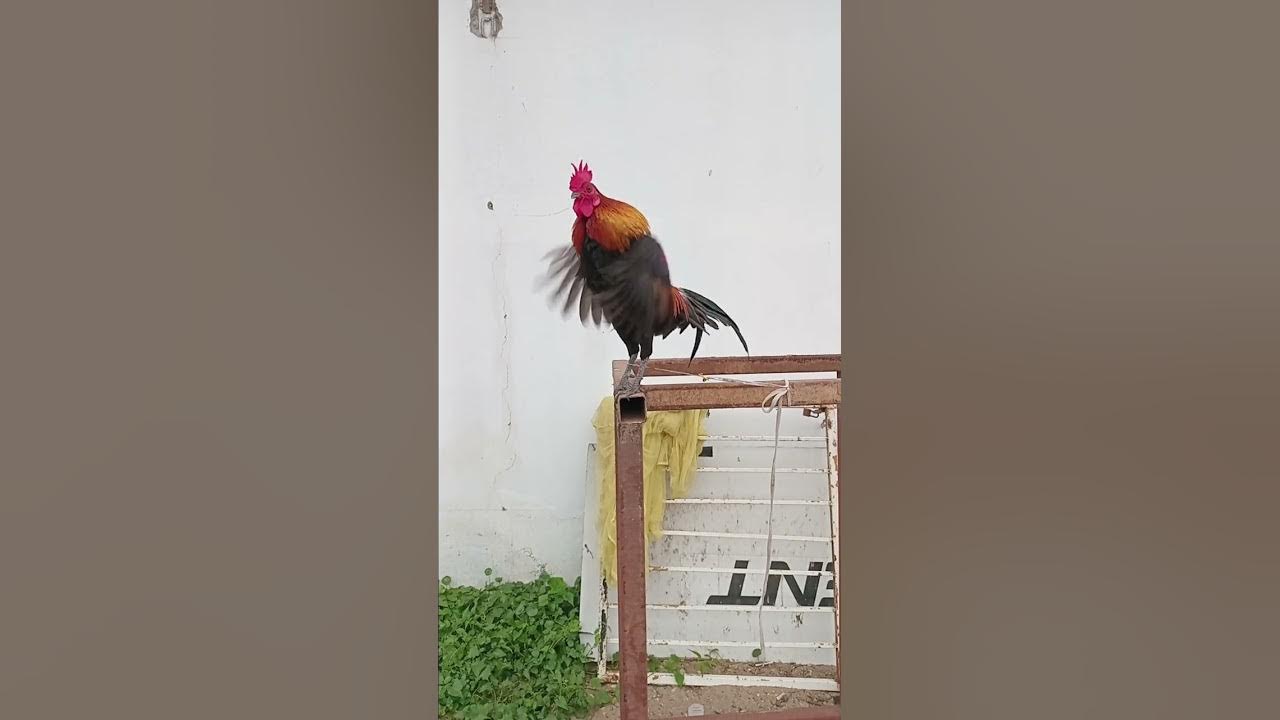 Los saib qaib dib duas, dib tuaj zoo heev tus no - YouTube