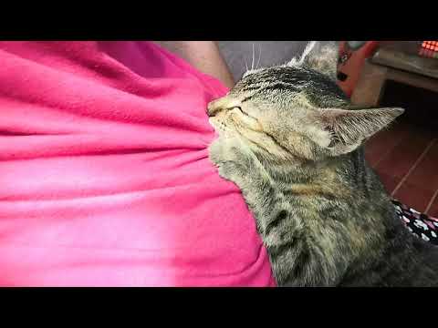 the kitten think her mother was human.. breast feeding #shorts
