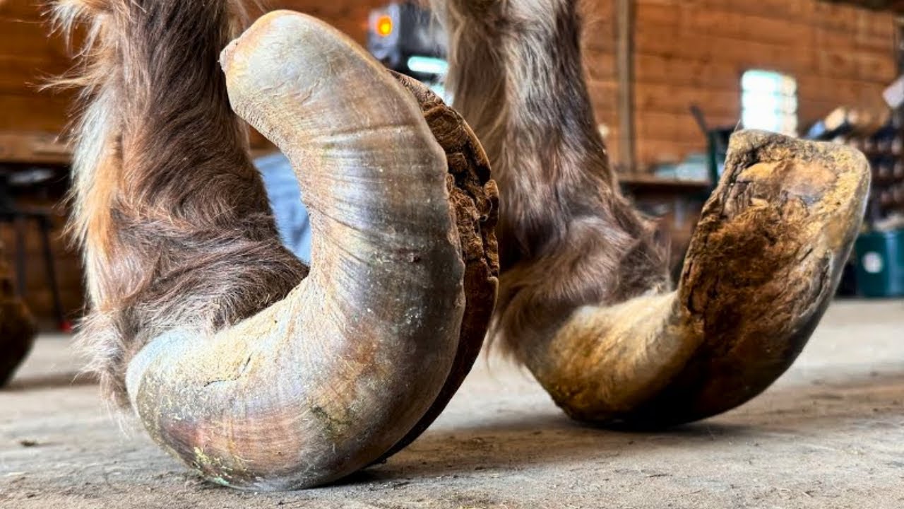 Amazing Donkey Hoof Trimming! The Hoof Has Not Been Trimmed For Ten ...