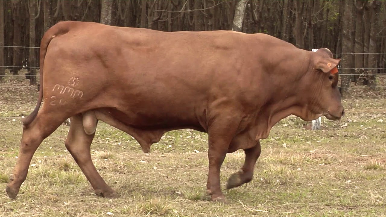 LOTE 25 MMM 249 - YouTube