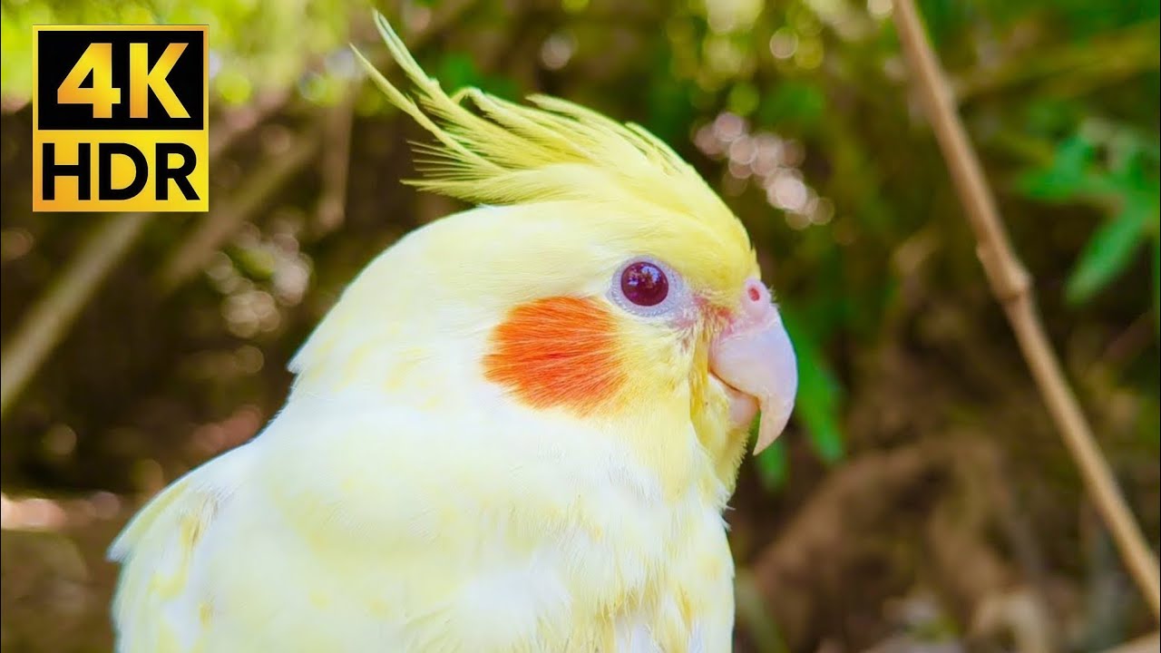 Calming Cockatiel Sounds for Sleep, Stress Relief, & Relaxation ...