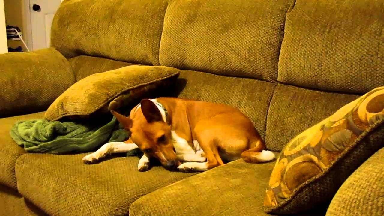 a little basenji baroo - YouTube
