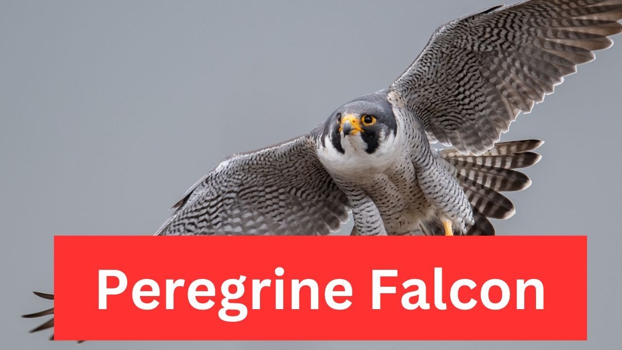 Peregrine Falcon: The Fastest Animal on Earth | Animal Fact Channel ...