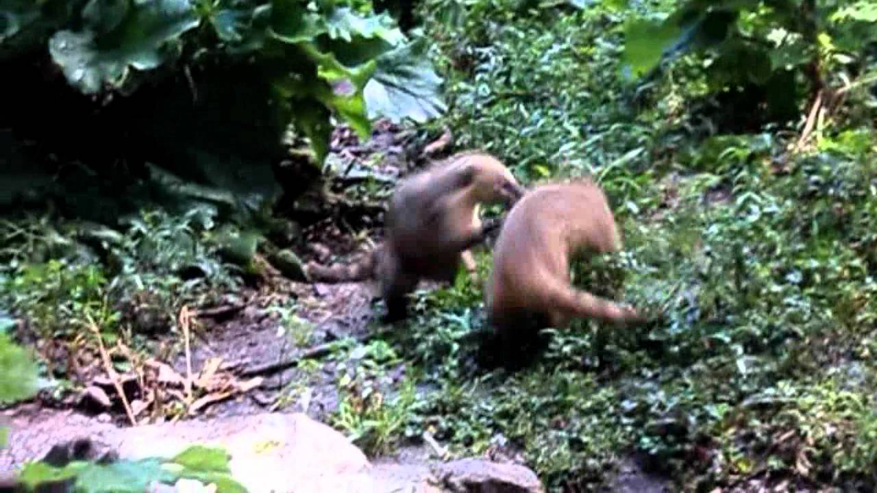Rode neusbeer (Red Coati) - YouTube