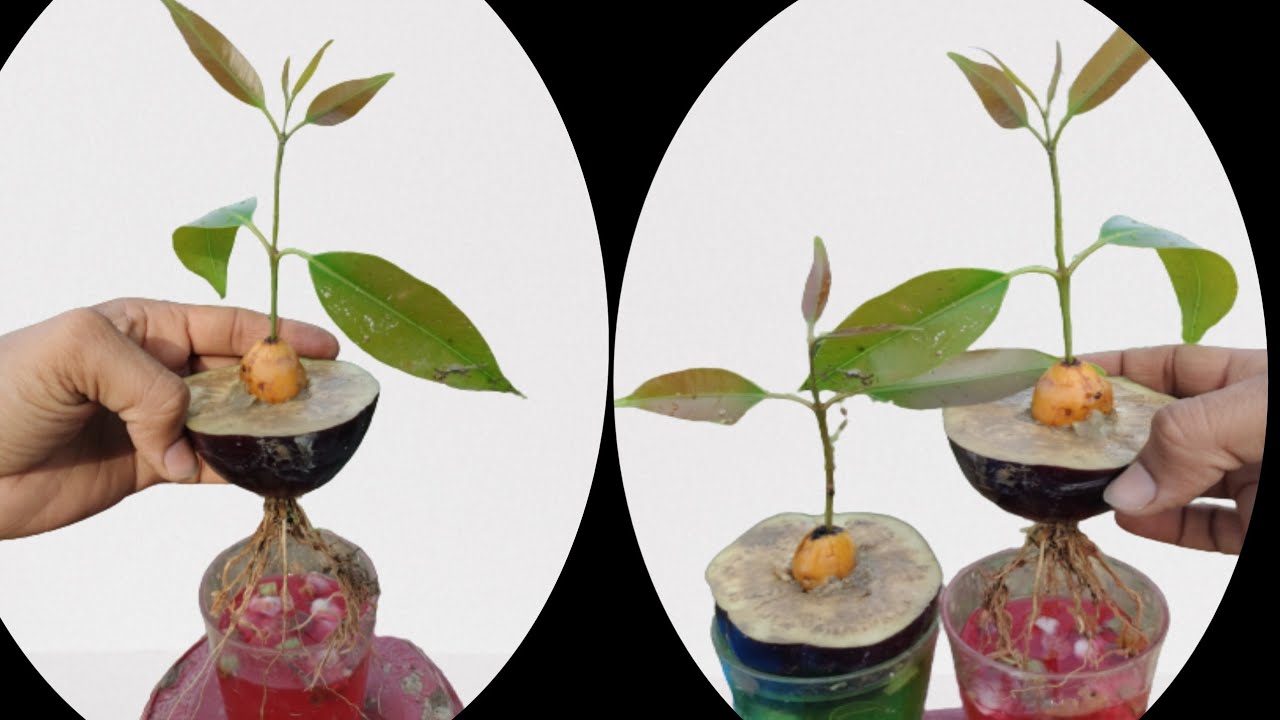 How to grow a tree from loquat fruit,Experiments in growing orchard ...