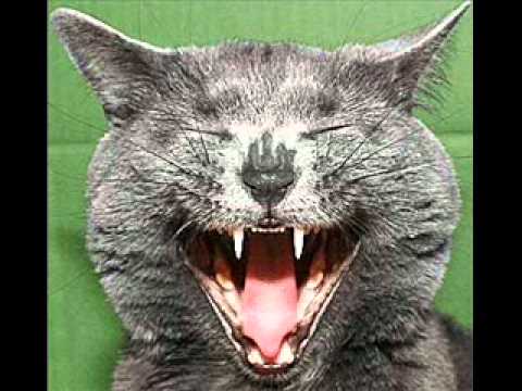 Evil Laugh Cat