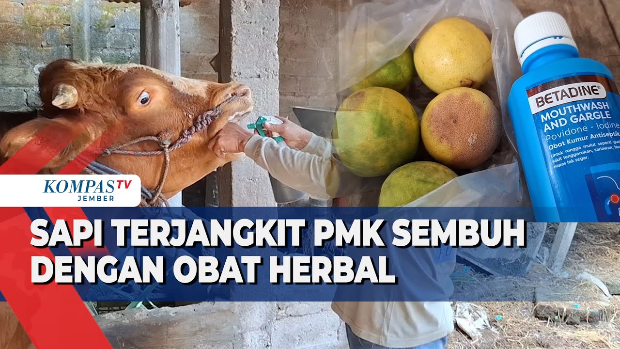 Peternak Kediri Sembuhkan Puluhan Sapi PMK dengan Ramuan Tradisional ...