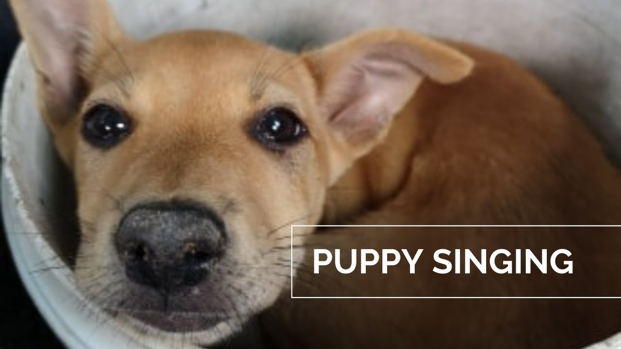 Puppy singing - YouTube