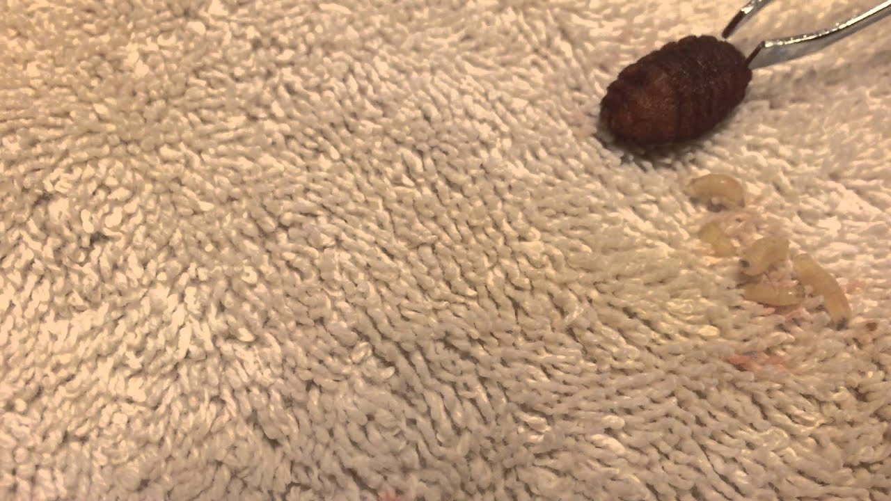 BotFly (?) removal from tiny kitten part 2 - YouTube