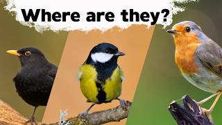 Can I Find The UK's 10 Most Common Garden Birds in One Hour?