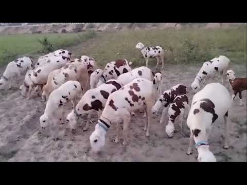 maruprolu vari palem Rami Reddy Bapatla macchala gorrelu.... gadda bolli breed