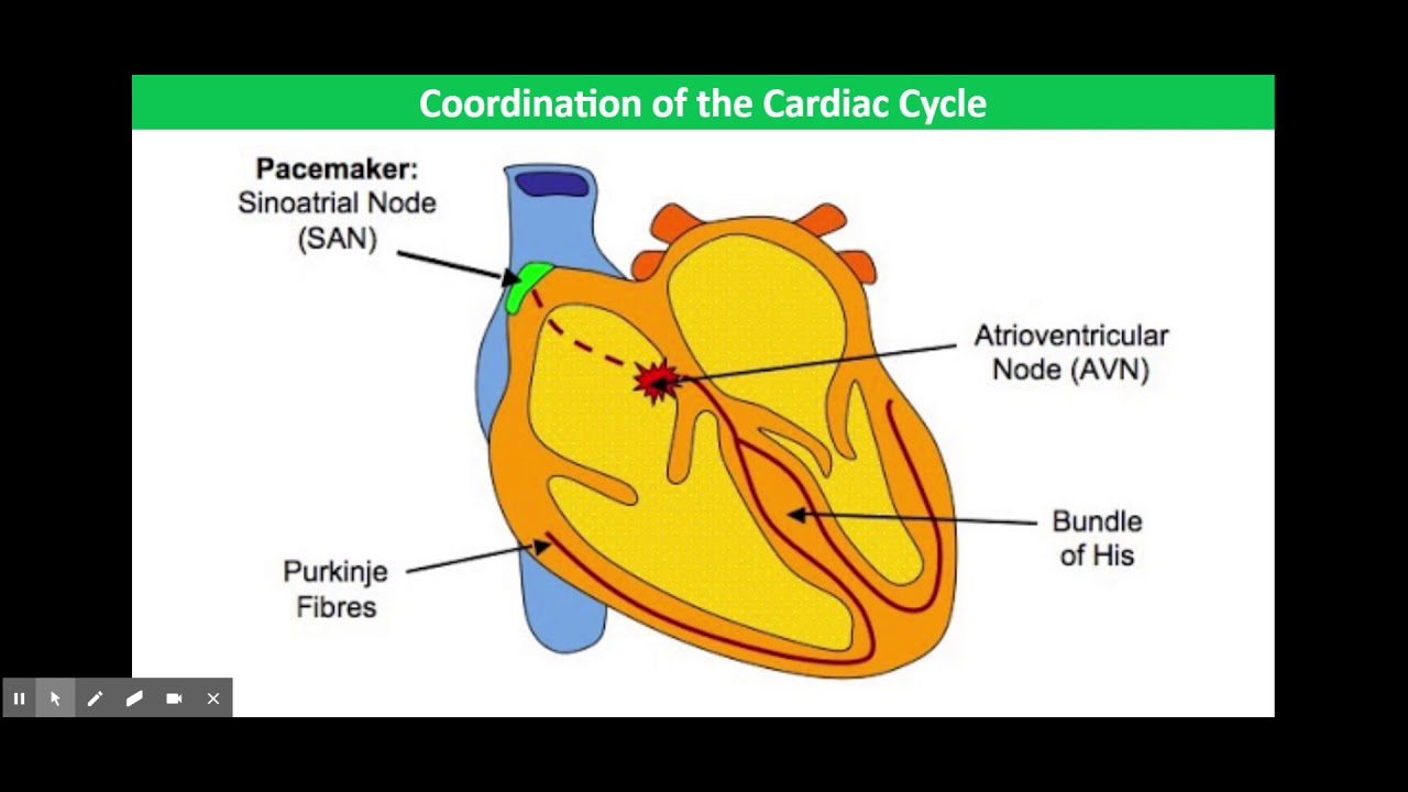 Coordination of the Cardiac Cycle - YouTube