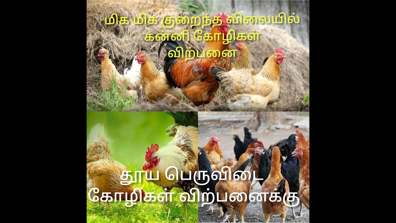 part-9 #நாட்டு கோழி விற்பனைக்கு# nattu Koli #sandai seval# #birds ...