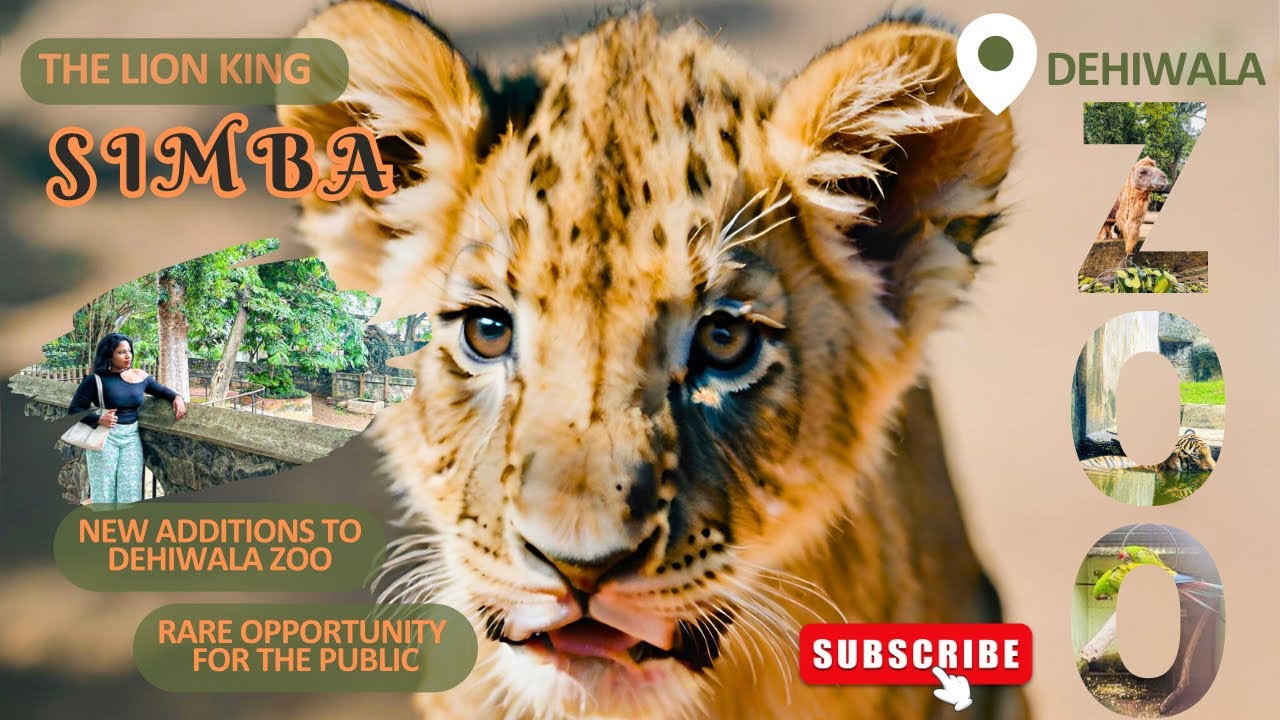 Simba Lion Cub | Dehiwala Zoo | இப்போ zooல புதுசா என்ன எல்லாம் இருக்கு ...