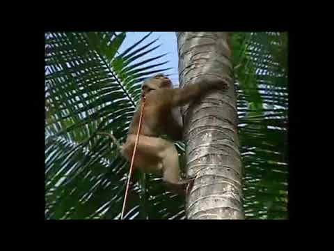 BU MAYMUNLAR ÇİFTÇİLERE YARDIM ETMEK İÇİN EĞİTİLMİŞ