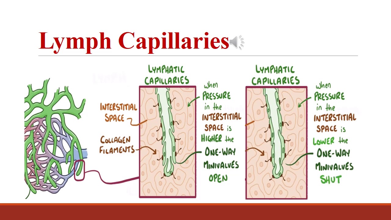 Human histology lab: lymphatic system P1 - YouTube