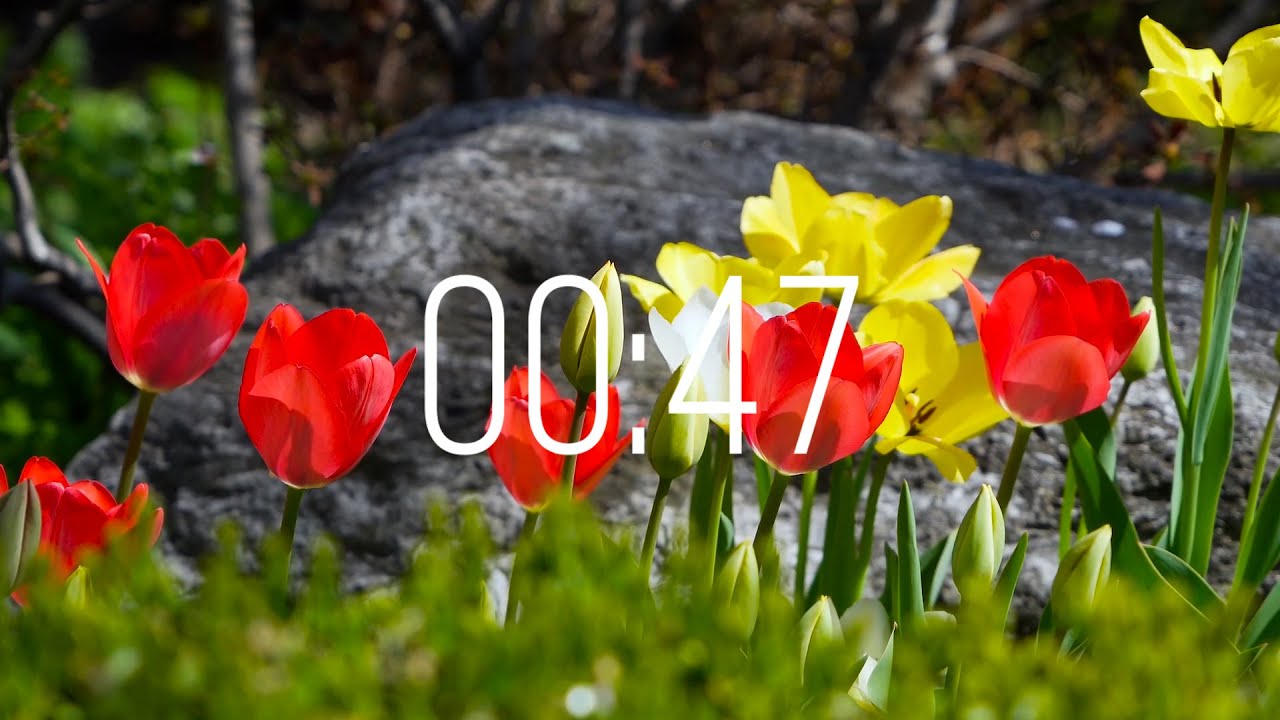 47 Second Timer with Music | Spring Timer🌹 - YouTube