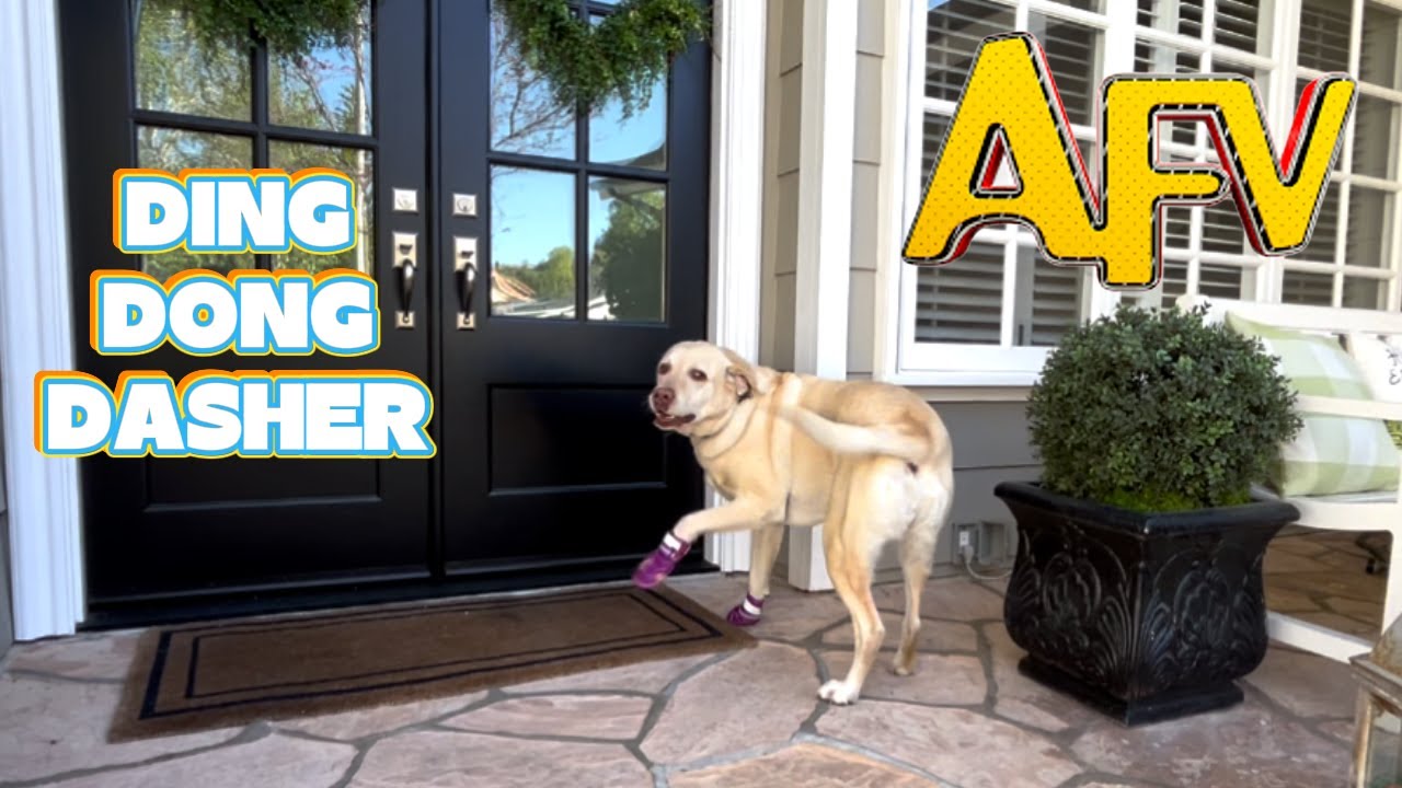 Dear AFV: Dog's Daily Doorbell Dash Deserves a Spot - YouTube